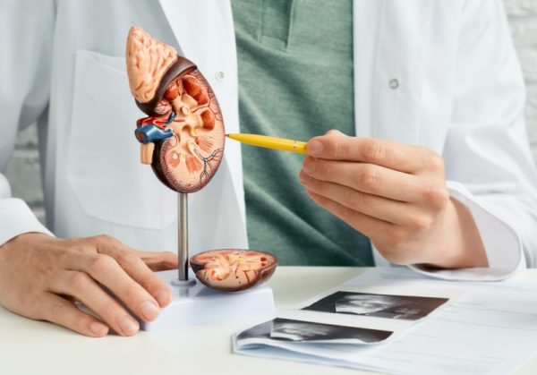 6 Natural Ways On How To Improve Kidney Function In Elderly | Mighty ...
